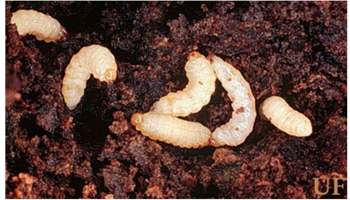 (PDF) Sweetpotato Weevil, Cylas formicarius (Fabricius) (Insecta ...