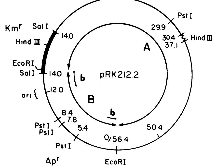 Figure 1 - from Replication of an Origin-Containing