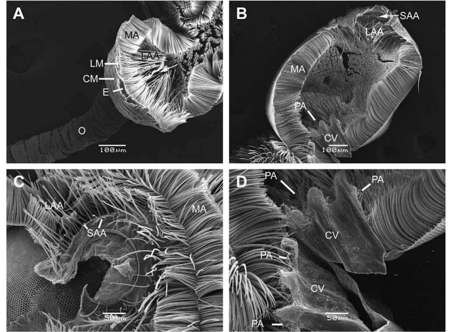 Ultramorphology of the proventriculus in panorpidae. (a)
