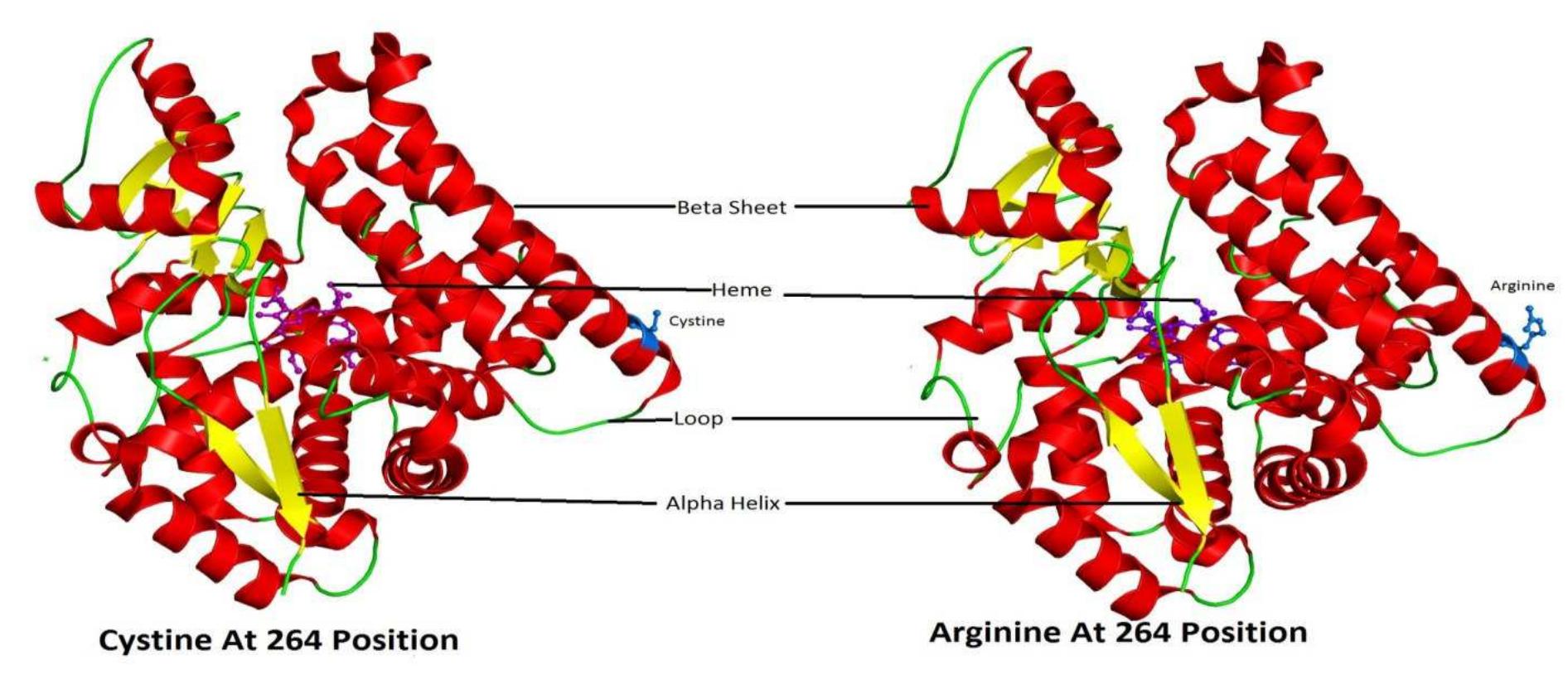 Schematic of regions of aromatase: (left) arg264 position