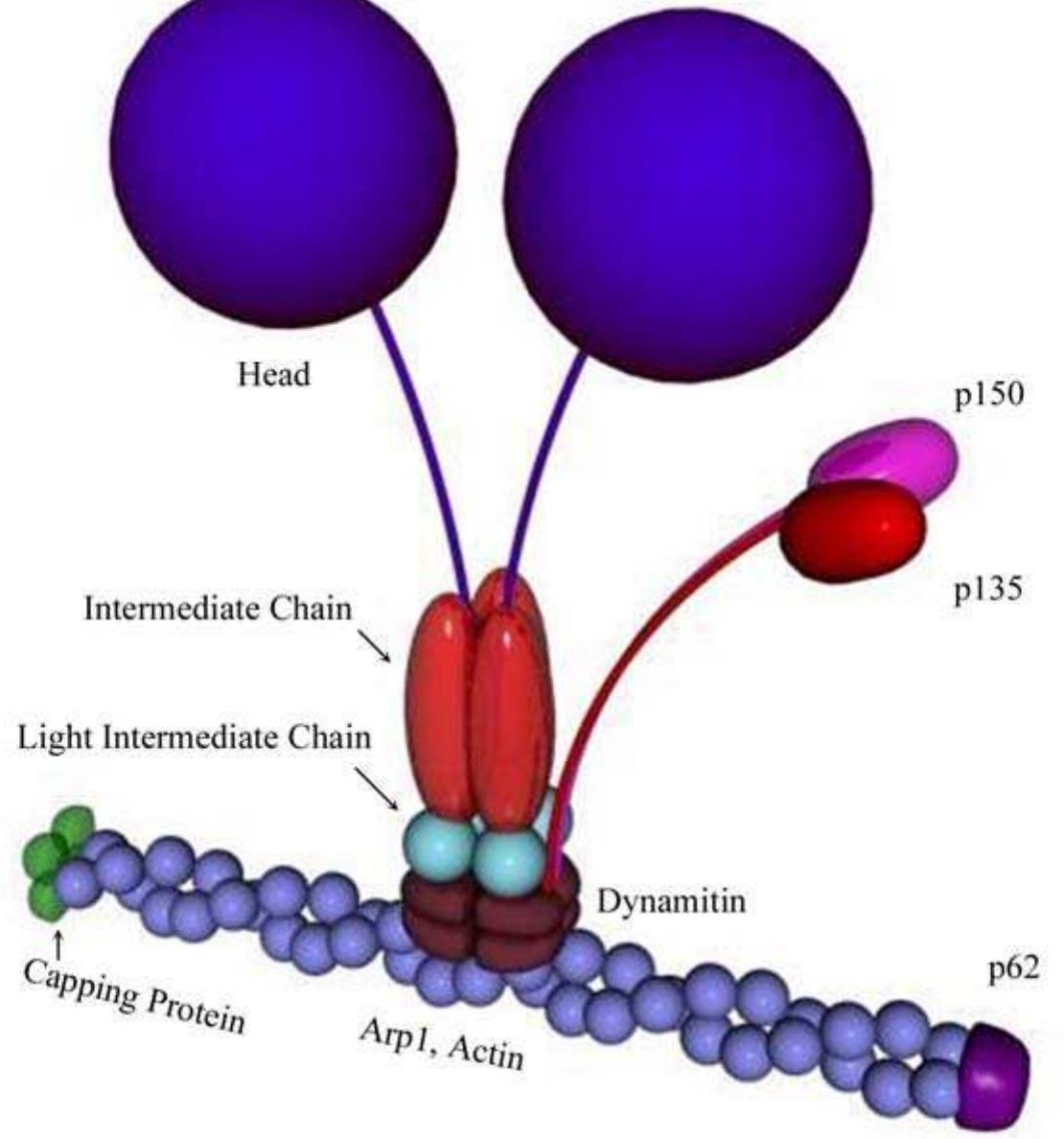 A dynein molecule. shown in blue are the globular heads