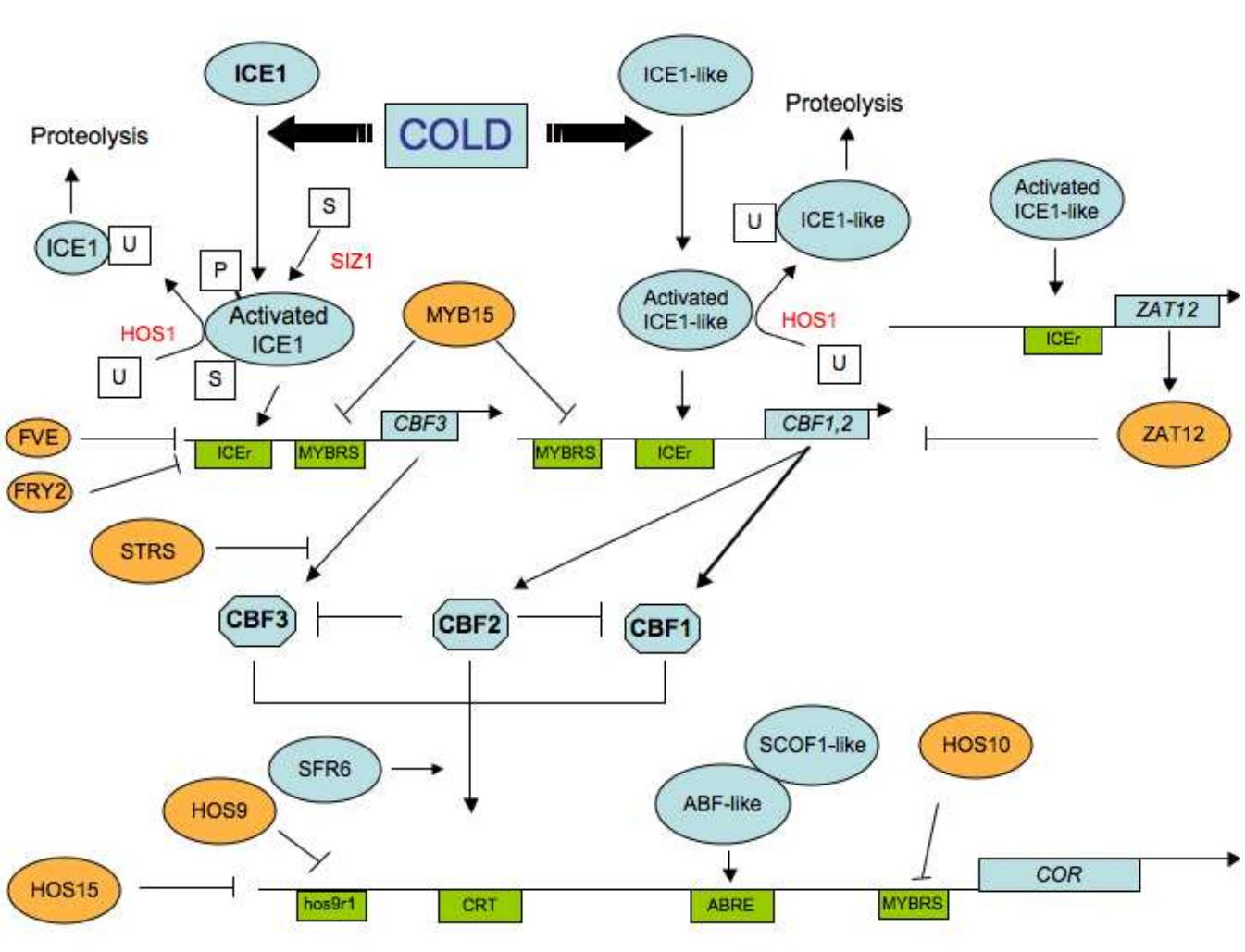 Schematic representation of the cbf pathway. icer, ice
