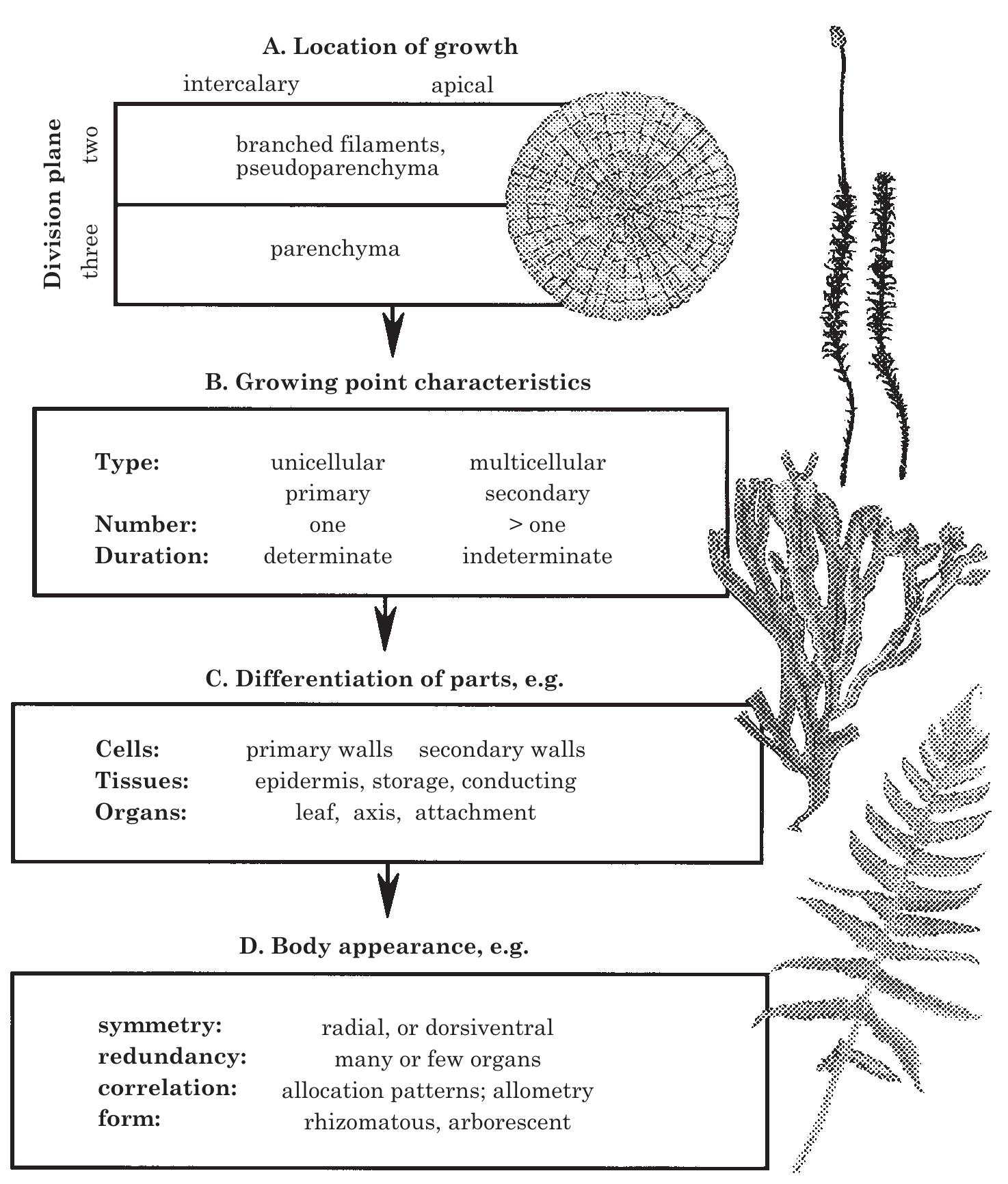 Fic. 4. examples of the multicellular body plan constructed