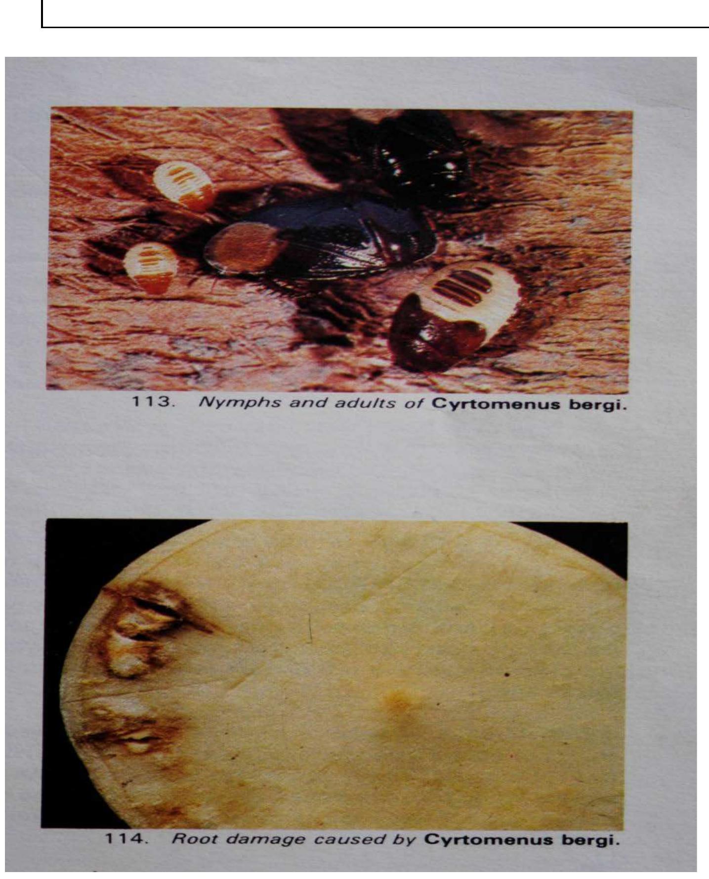 Figure 7 - PESTS AND DISEASES OF CASSAVA