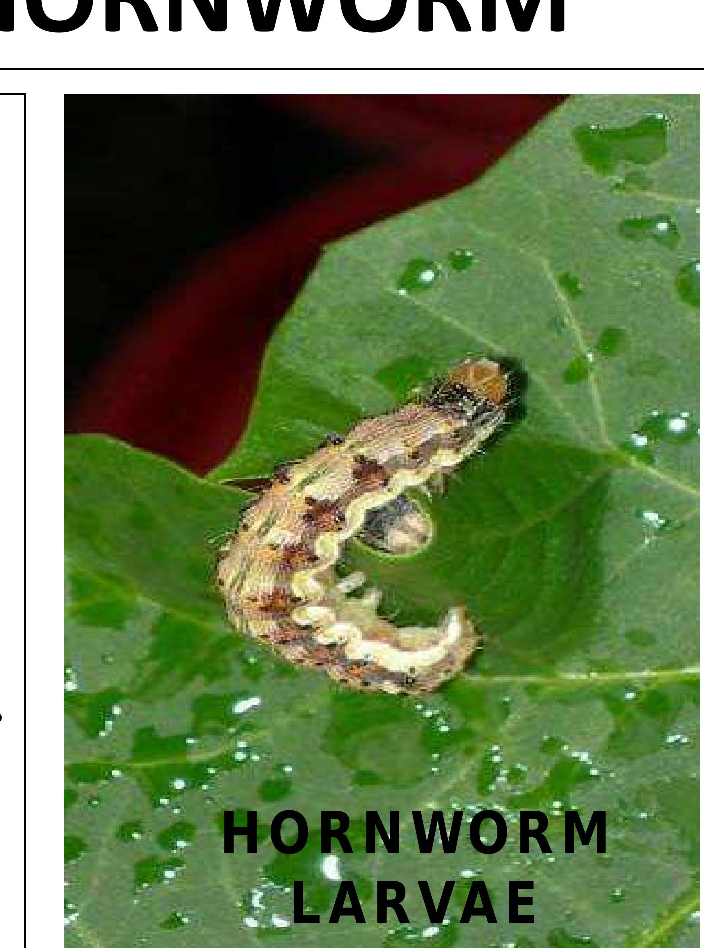 Figure 13 - PESTS AND DISEASES OF CASSAVA