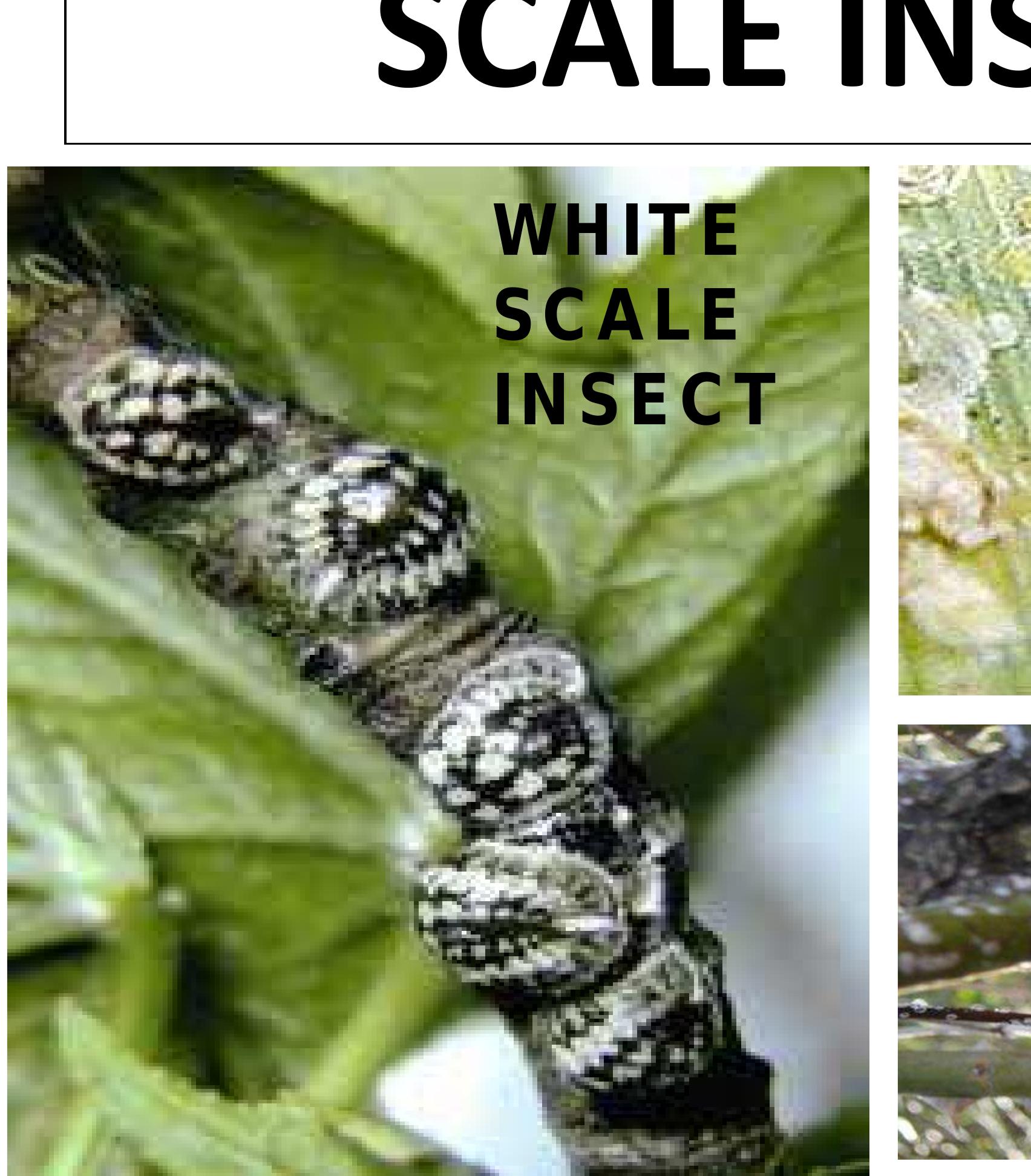 (PDF) PESTS AND DISEASES OF CASSAVA