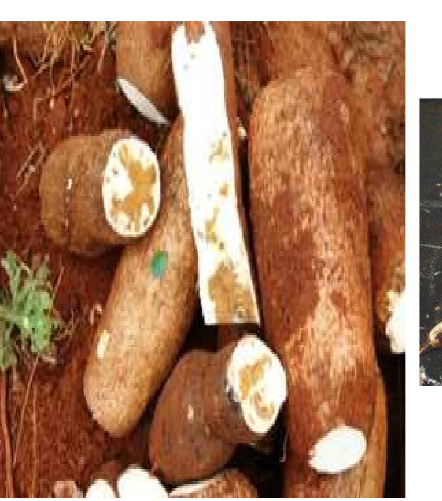 (PDF) PESTS AND DISEASES OF CASSAVA