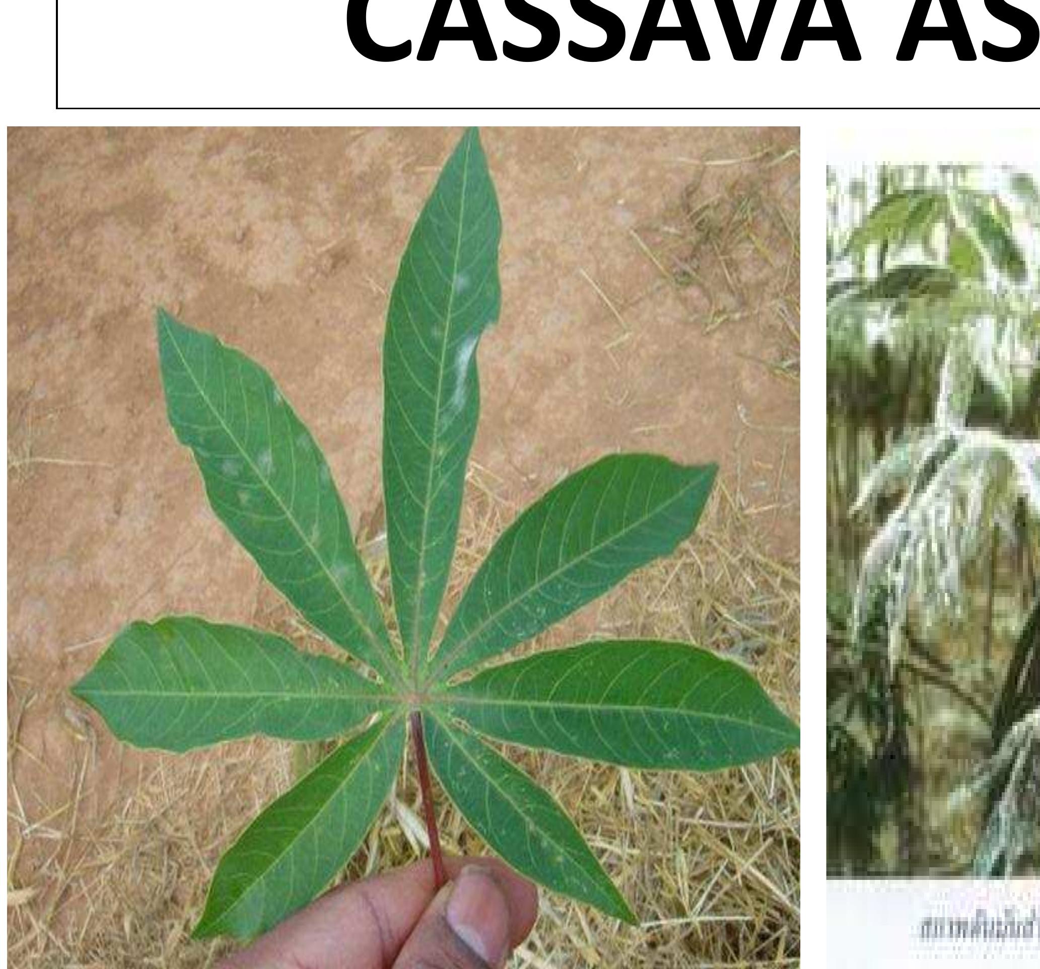Figure 67 - PESTS AND DISEASES OF CASSAVA