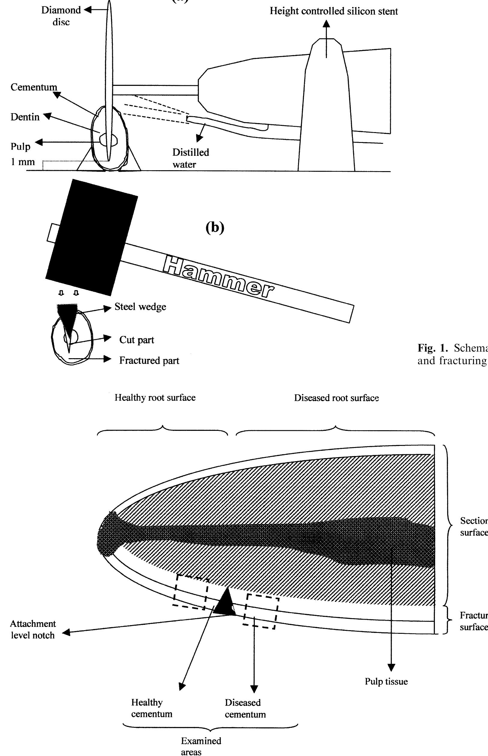Schematic drawing of evaluated root section.