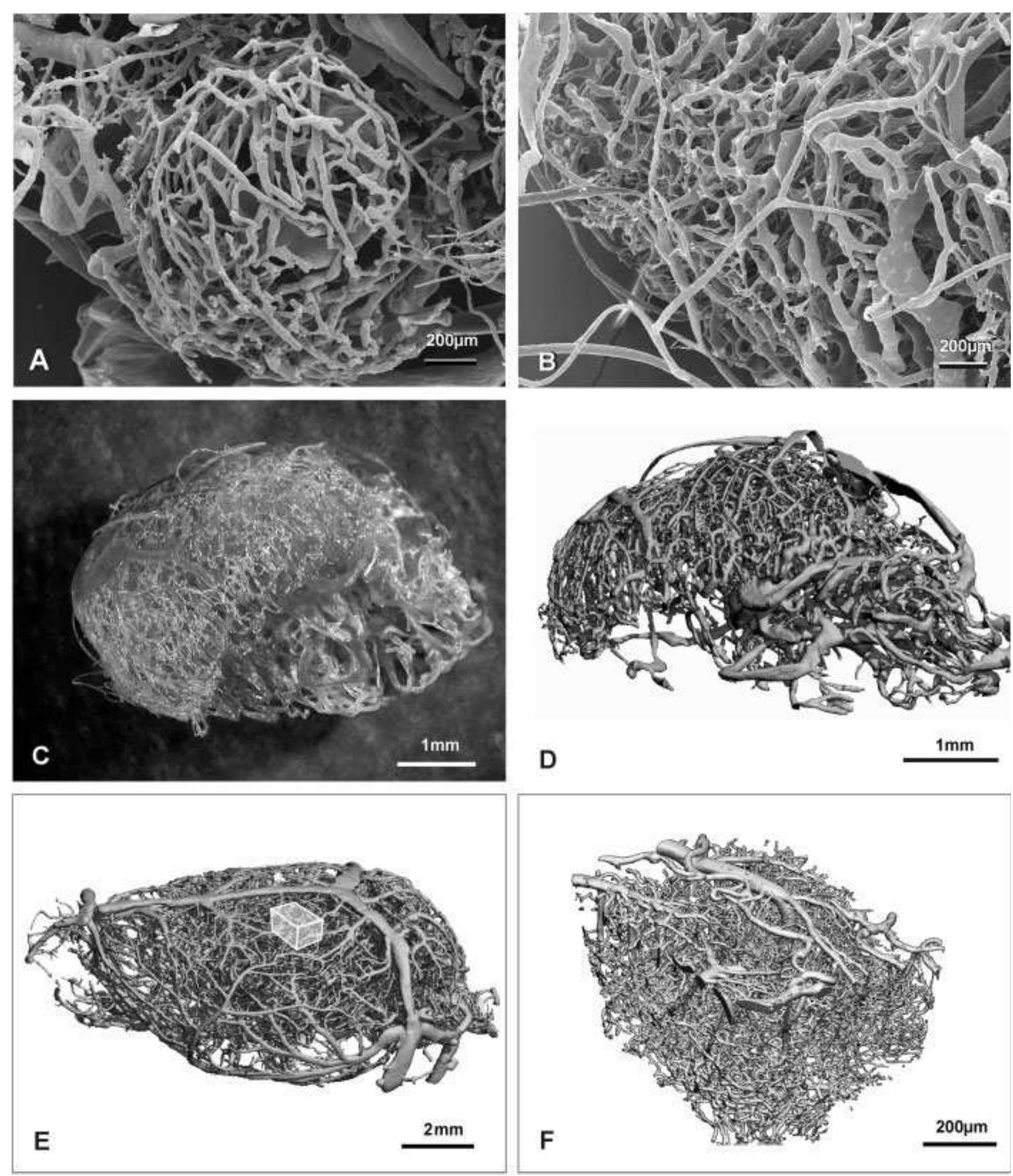 3d imaging of mouse brain cast made with pu4ii. e: 3d