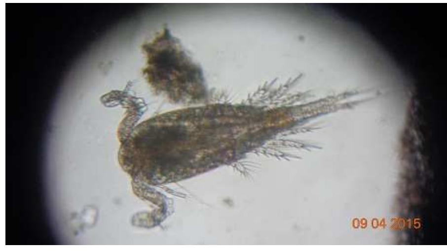 Figure 6 - A preliminary study on zooplankton diversity of
