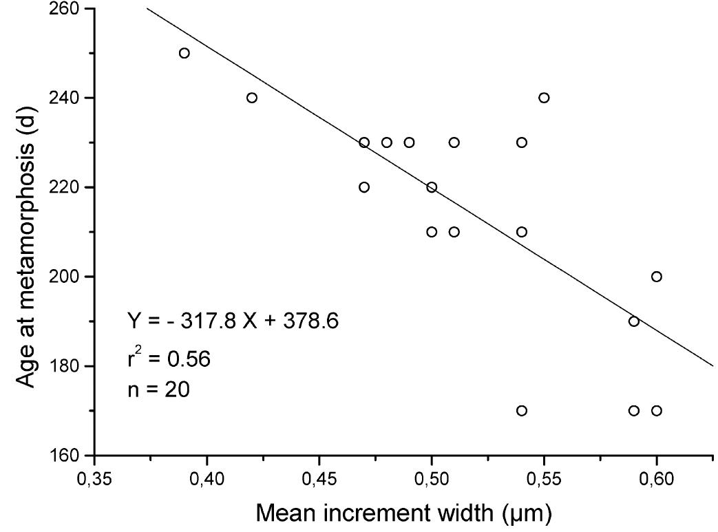 Conger conger metamorphosing larvae. scatter diagram of age