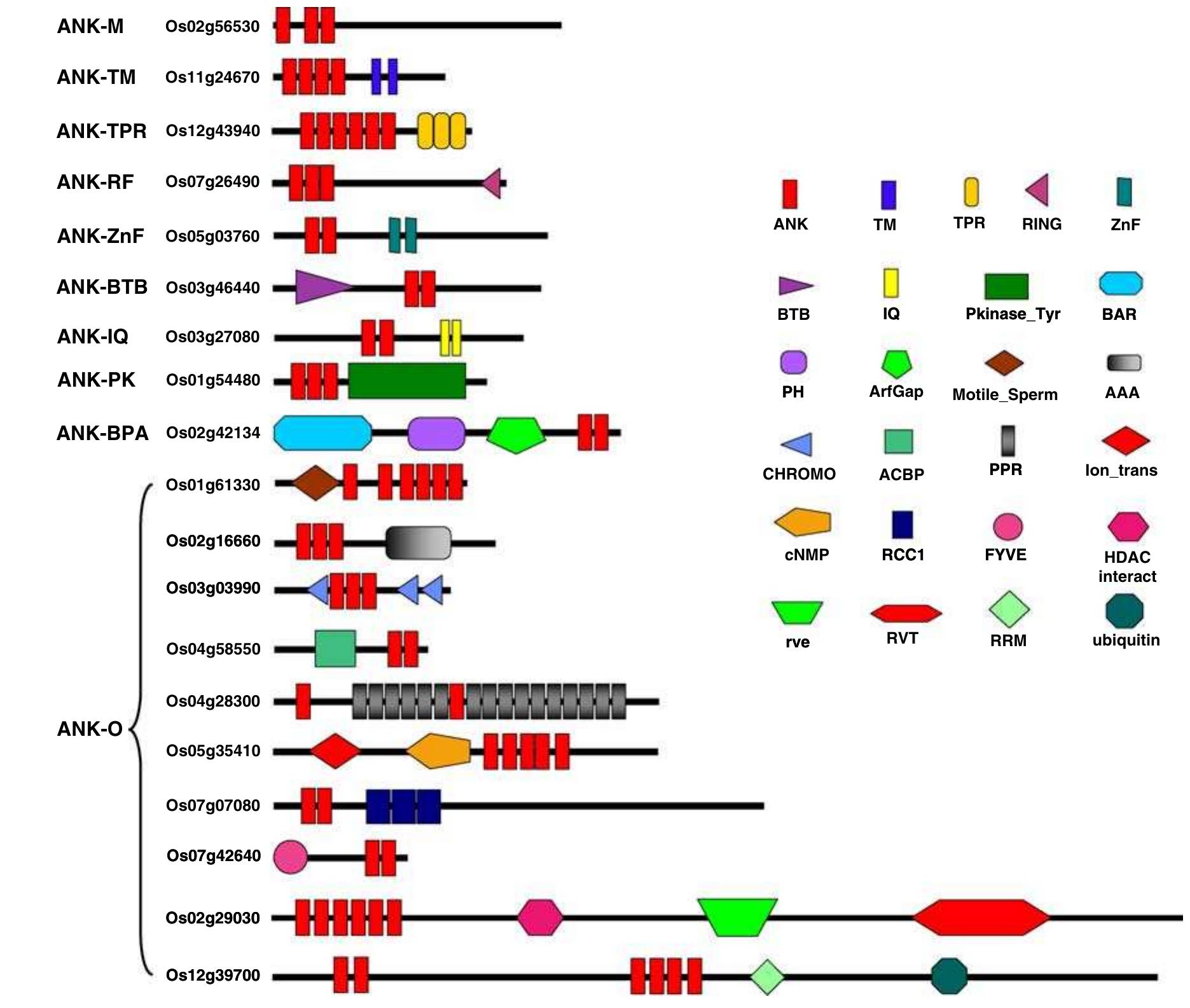 Figure 1 - from The ankyrin repeat gene family in rice: