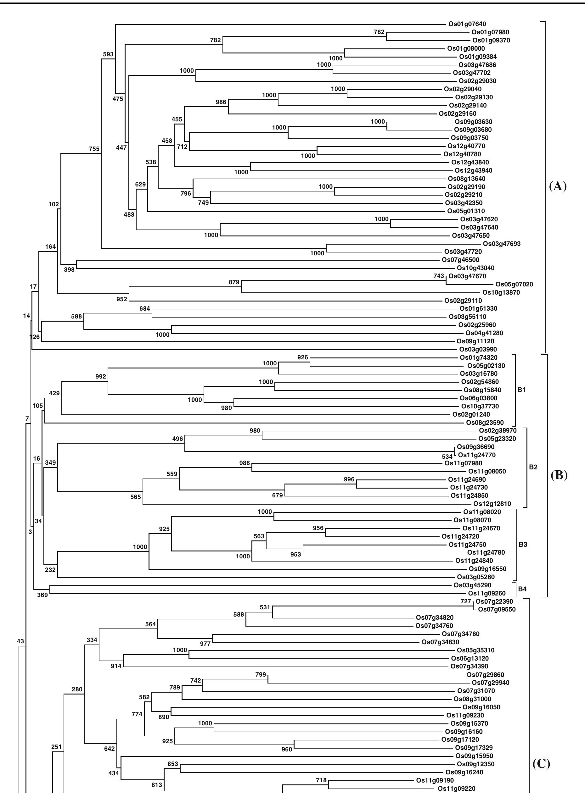 Figure 3 - from The ankyrin repeat gene family in rice: