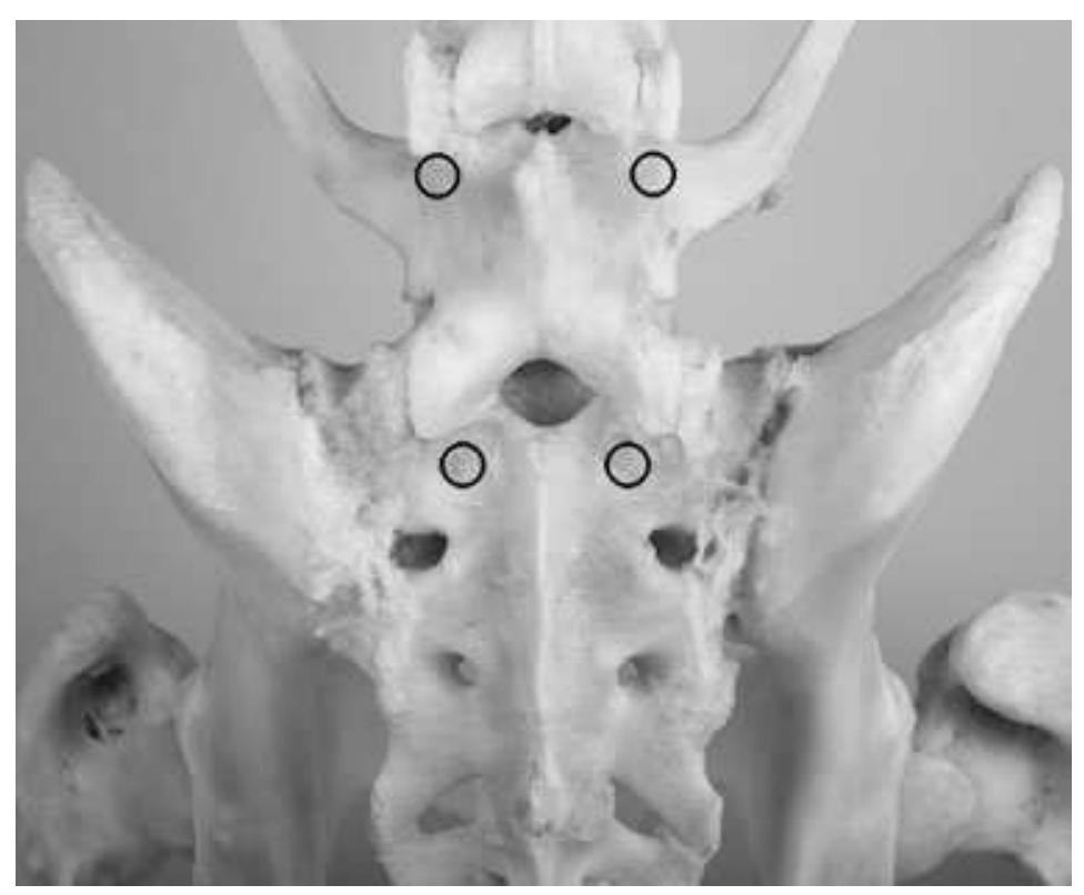 Dorsal view of the skeletal structures of the canine lum