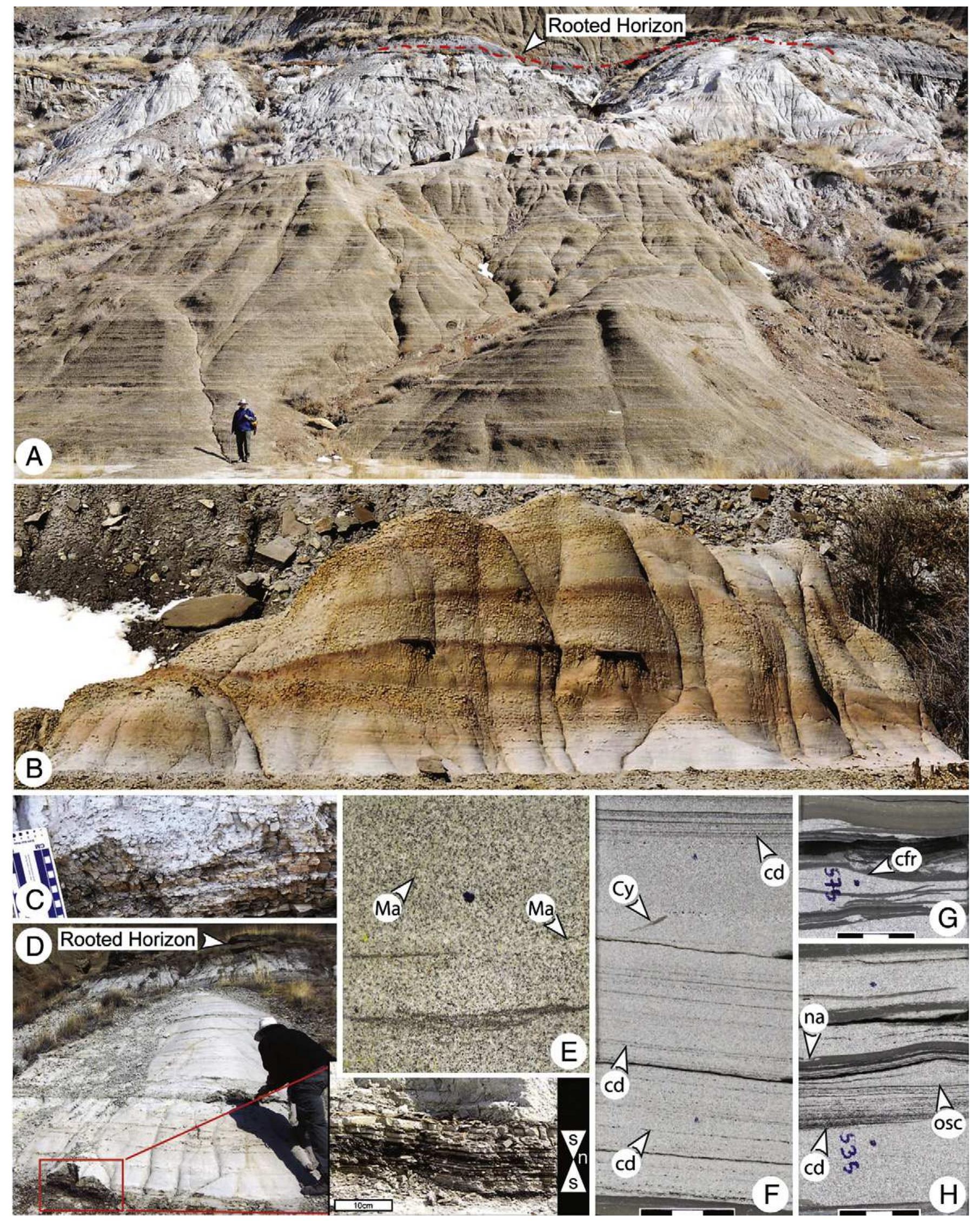 Selected lithofacies shots from outcrop and core, showing