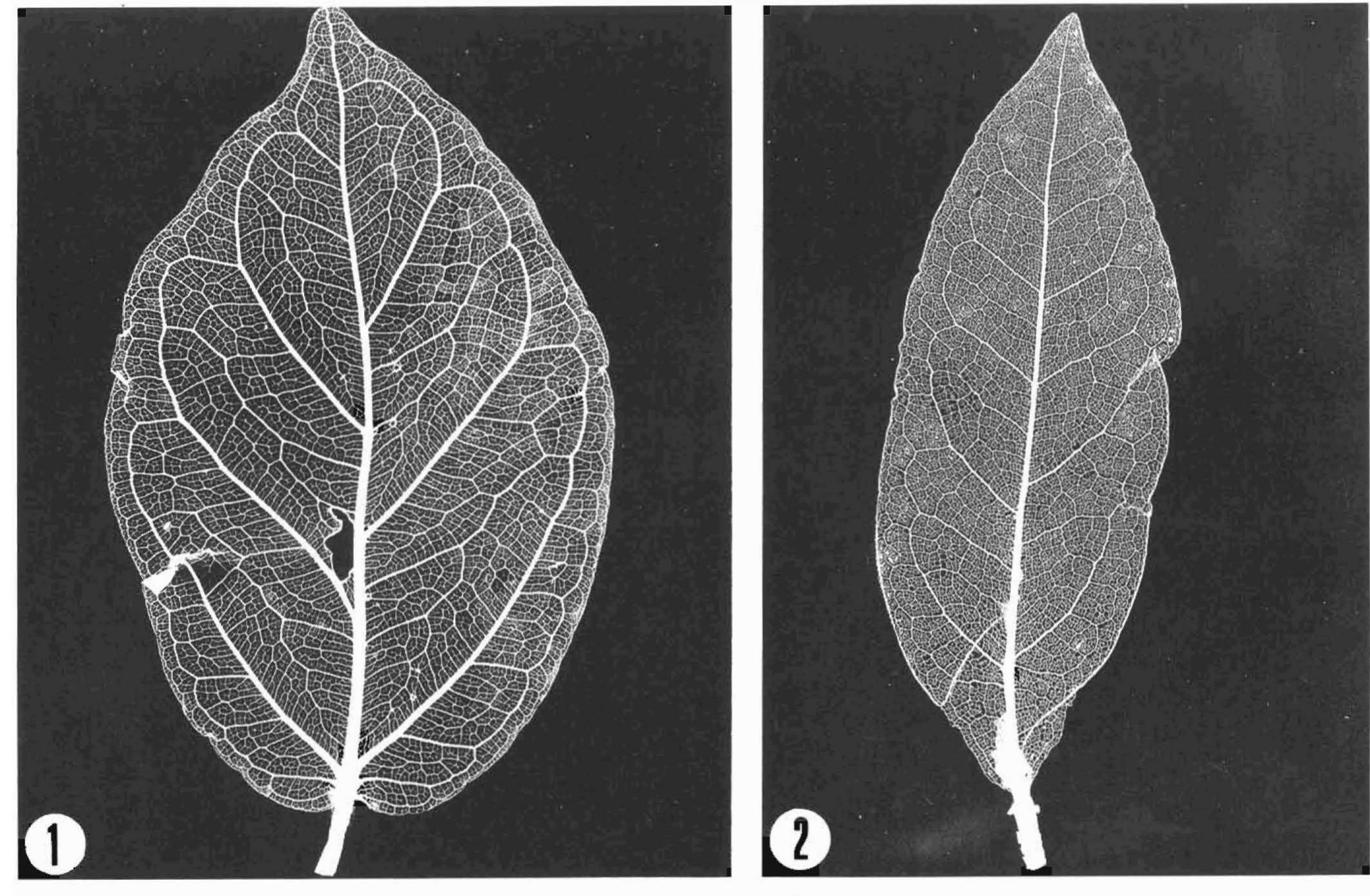 S. 1,2. venation patterns of extant leaves.