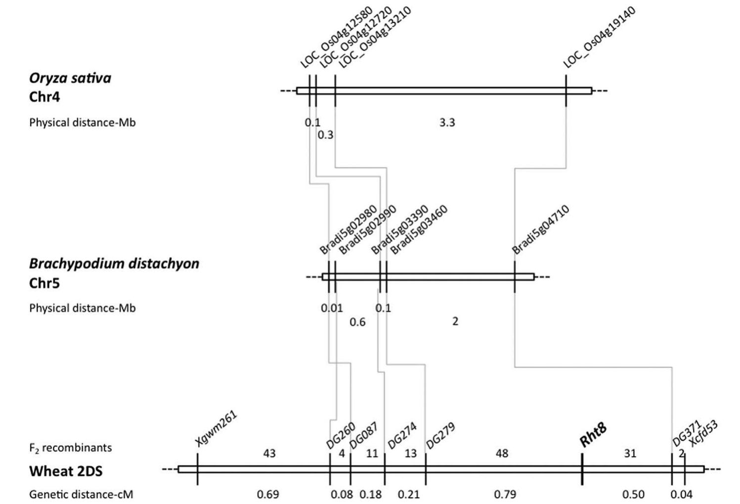 Rhté fine map. wheat 2ds genetic map around the rht8 locus,