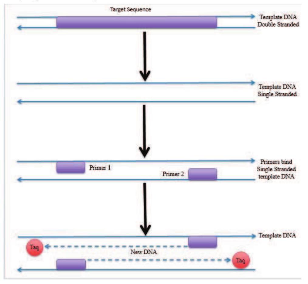 Pcr phases reaction components are being consumed, the