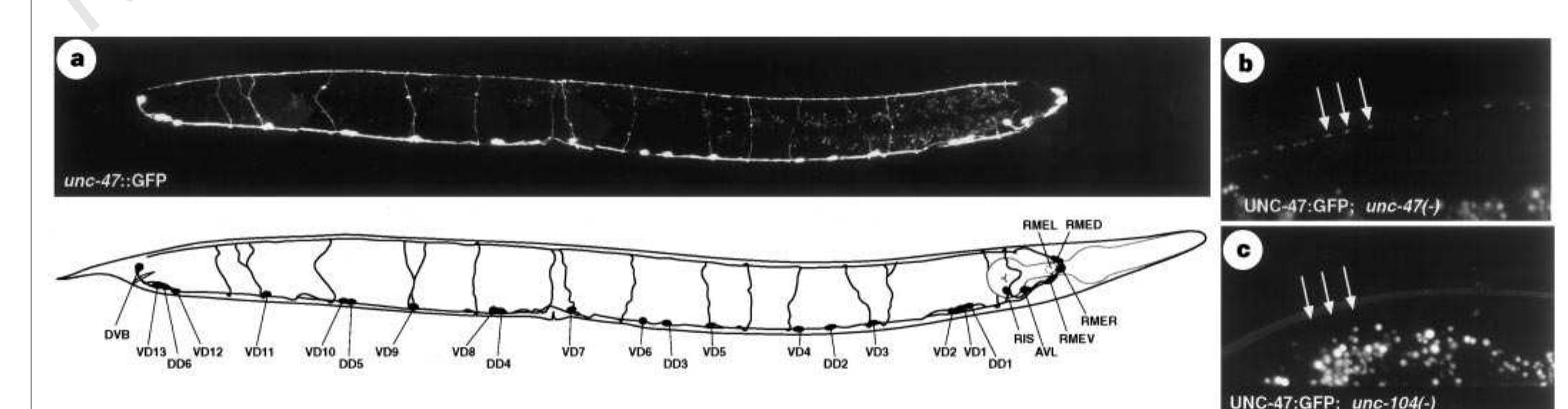 Figure 2 - from Identification and characterization of the