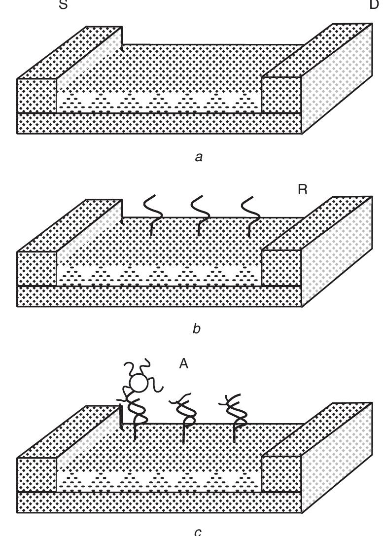 Schematic representation of detection of biological mole-
