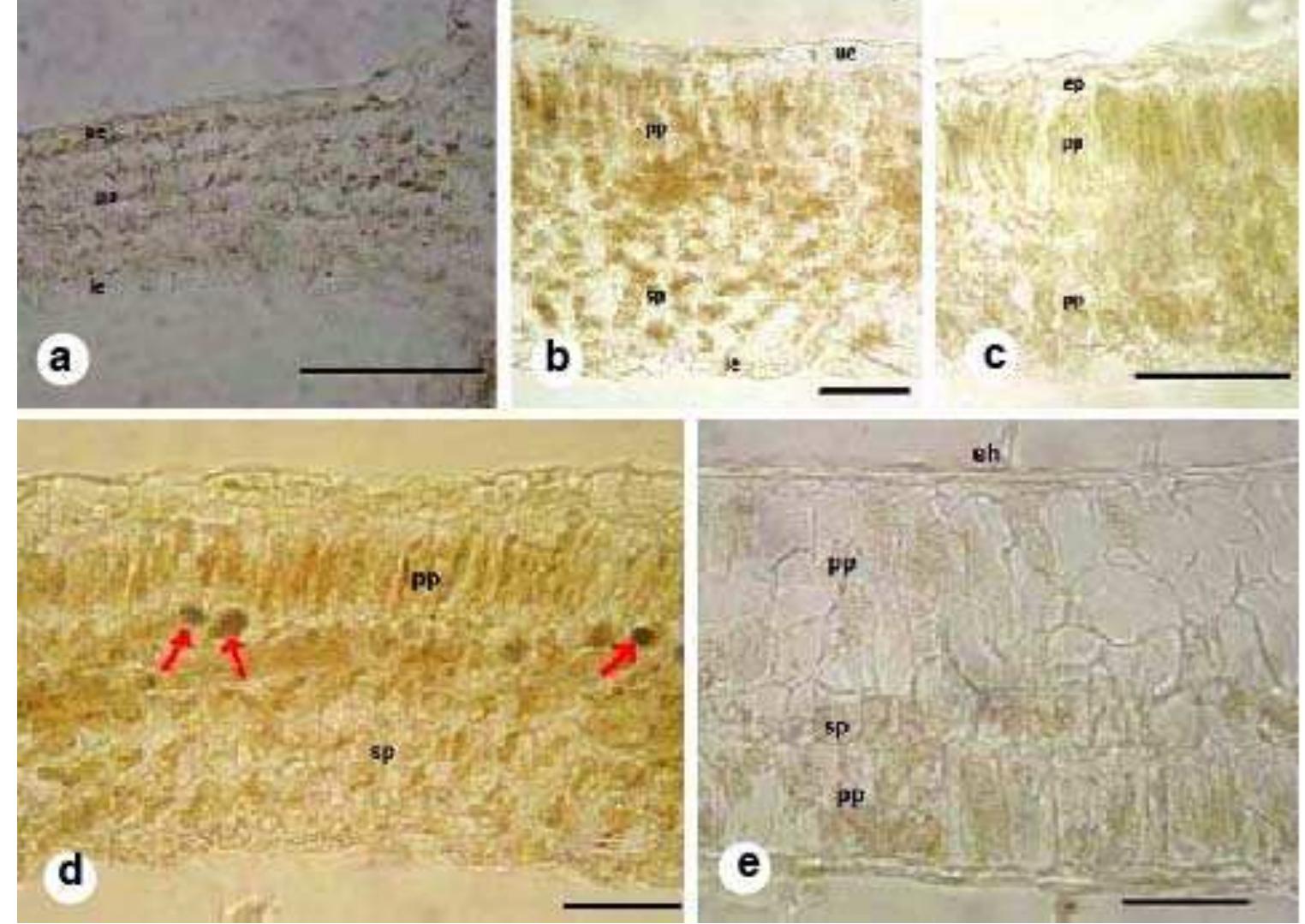 At cross-section it is observed that the epidermis consists