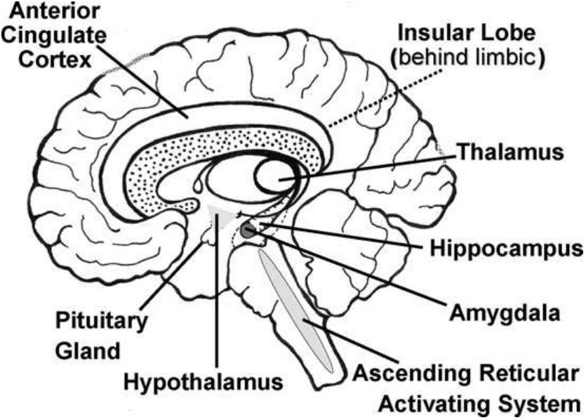 Limbic mid-brain system structures: amygdala-fear;