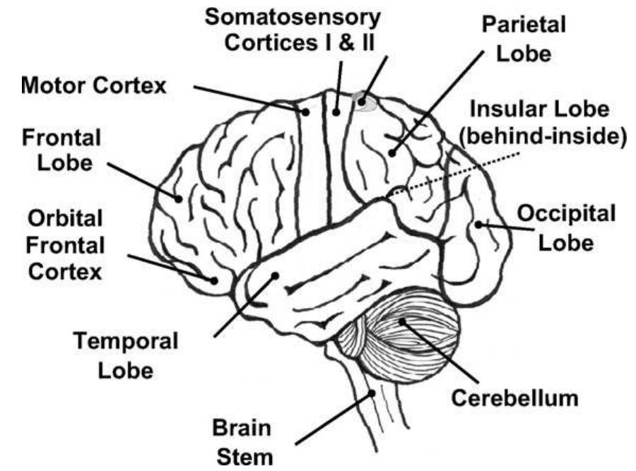 Cortical structures. five lobes: frontal, temporal,