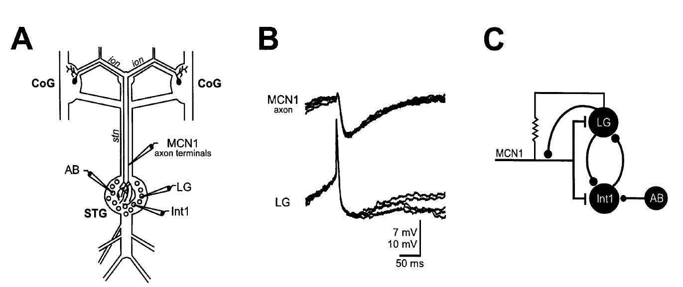 The mcn1-elicited gastric mill circuit. (a) schematic