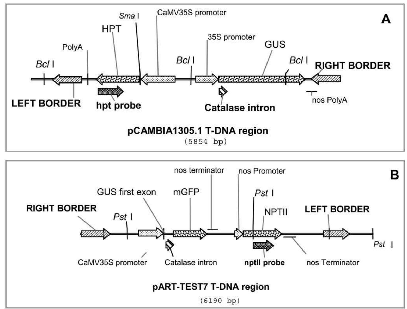 Schematic representation of t-dna regions of binary vectors