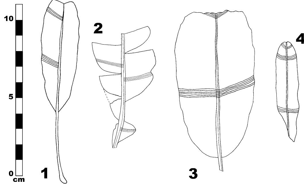 Sigure 5—line drawings of fox hills nilssoniocladus species