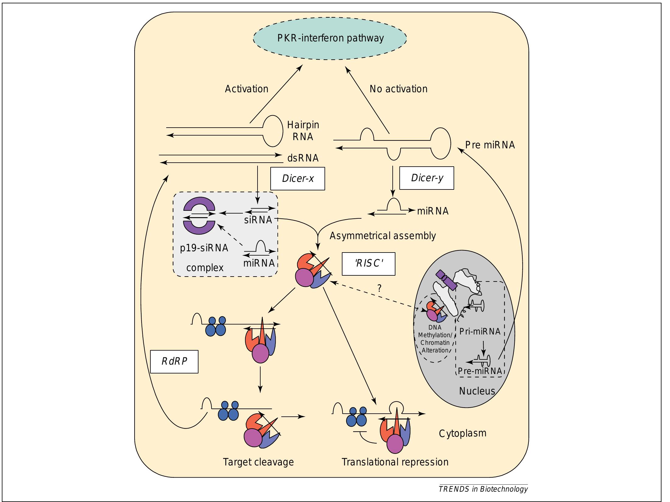 Rna interference (rnai) and microrna (mirna) pathways and