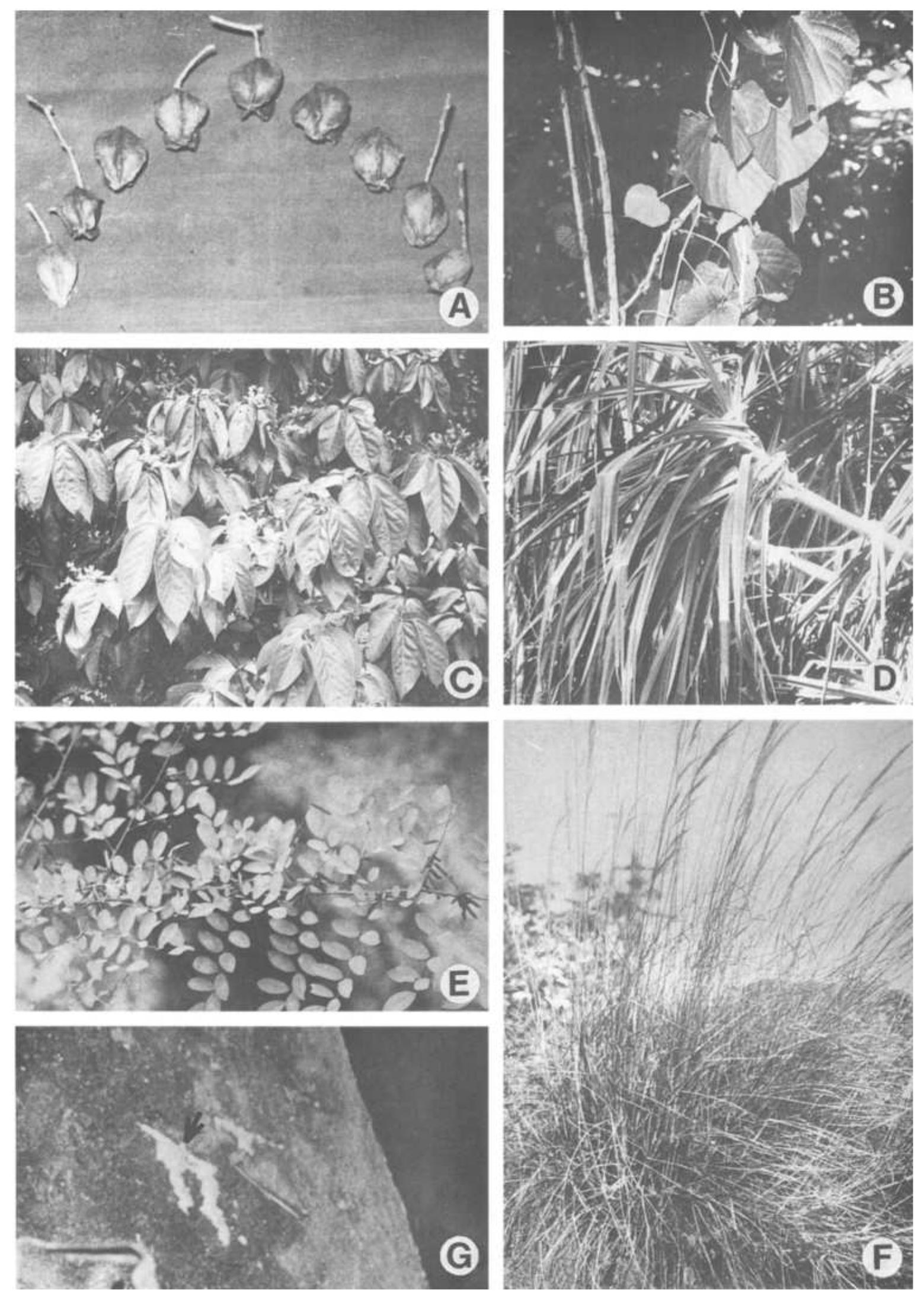 Some plants used in murals. a. fruits of terminalia chebula.