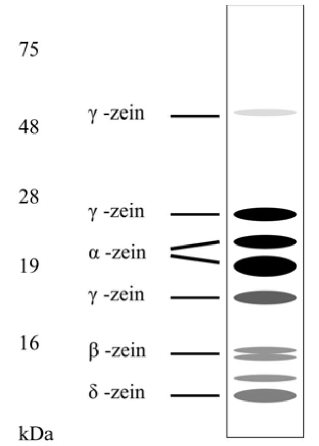 Figure 1 - from Zein Extraction from Corn, Corn Products,