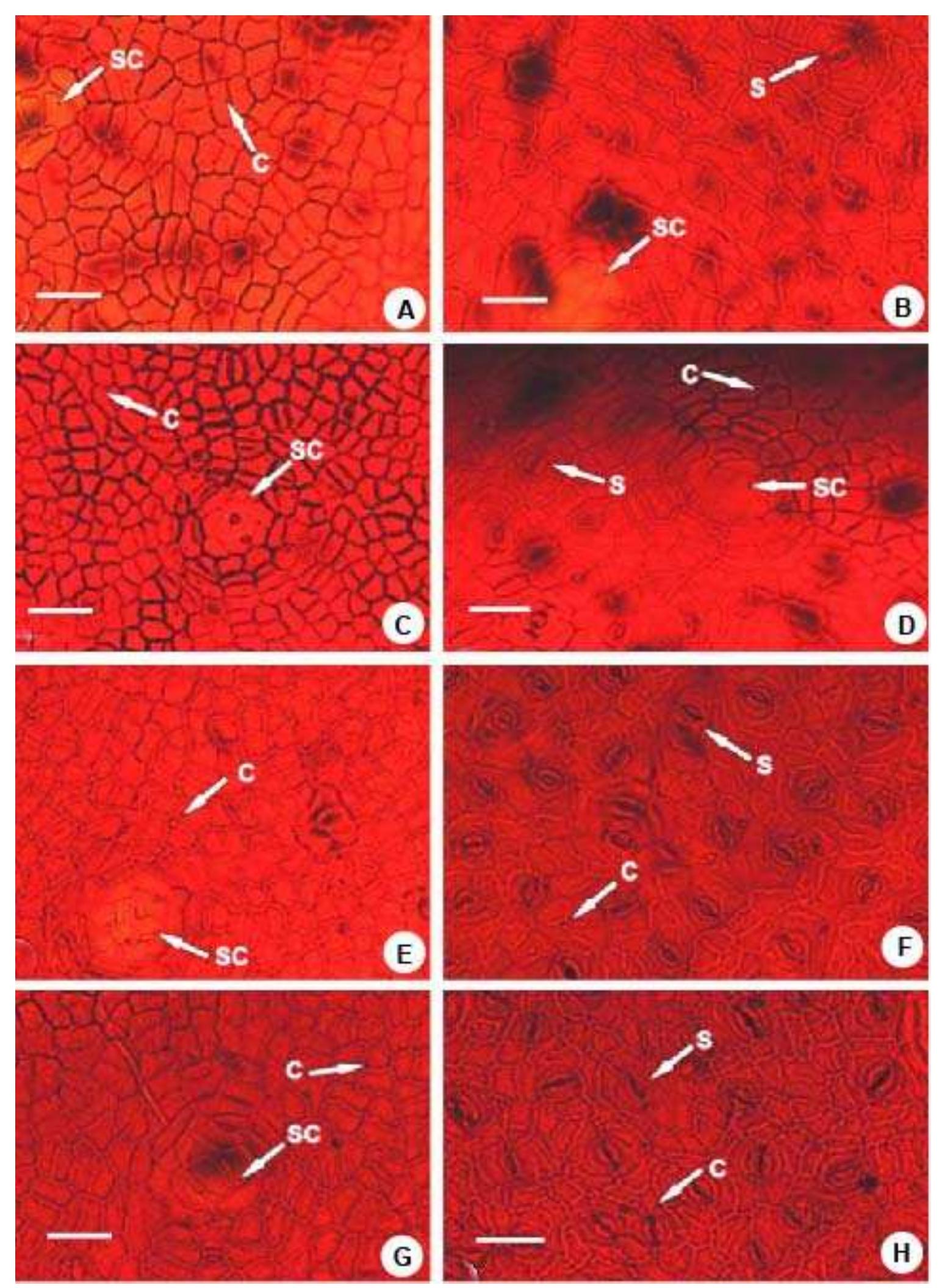 Adaxial and abaxial epidermal surfaces of citrus species. c.