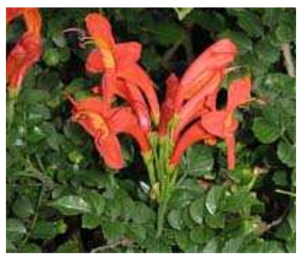 Tecomaria capensis (bignoniaceae), also known as cape-