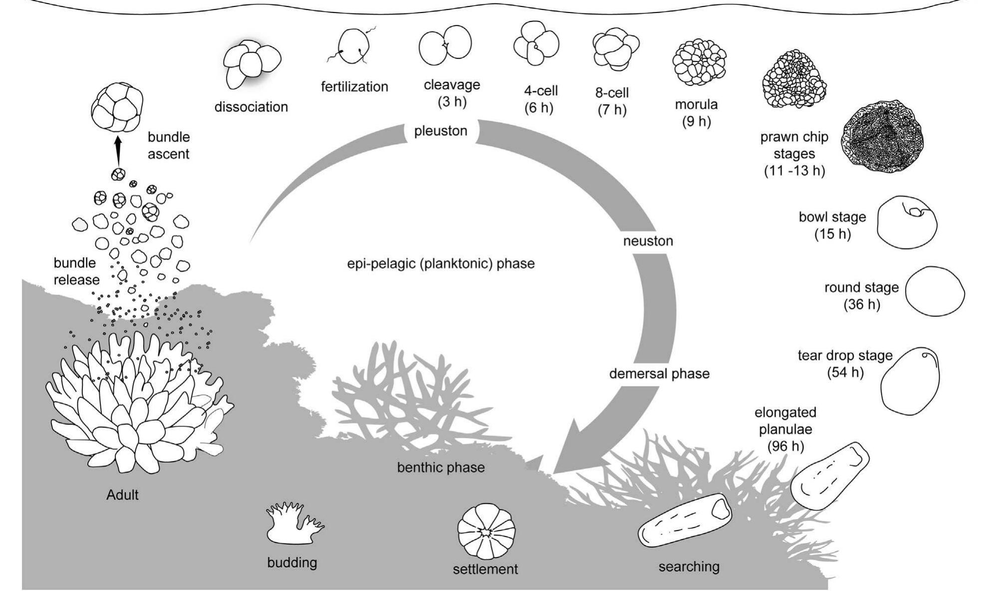 A stylized depiction of the reproductive cycle of the