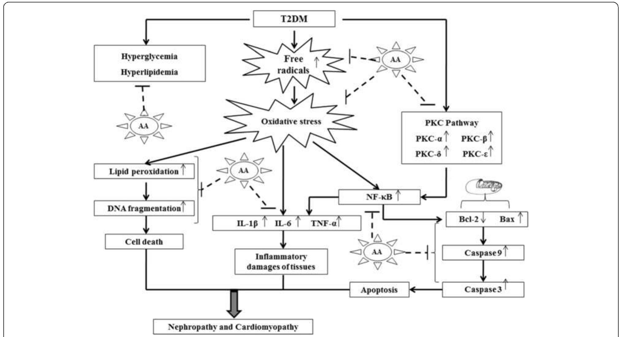 Schematic diagram of the t2dm mediated renal and cardiac