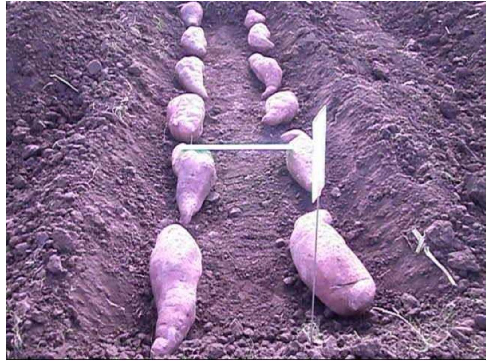 2 sowing of storage root in a prepared bed.