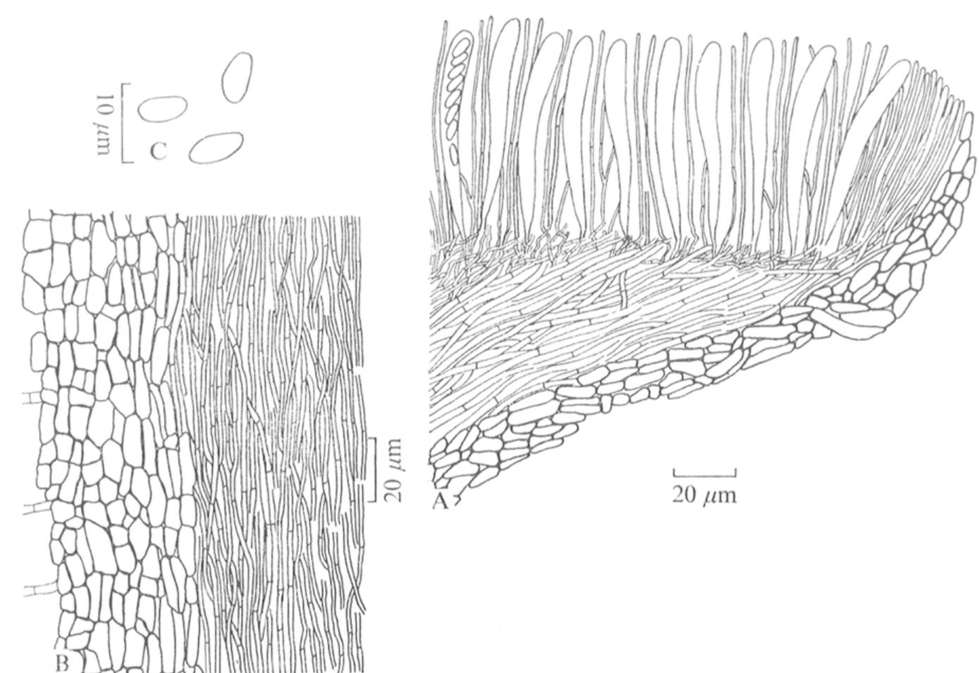 Transactions british mycological society fig. 1. rutstroemia