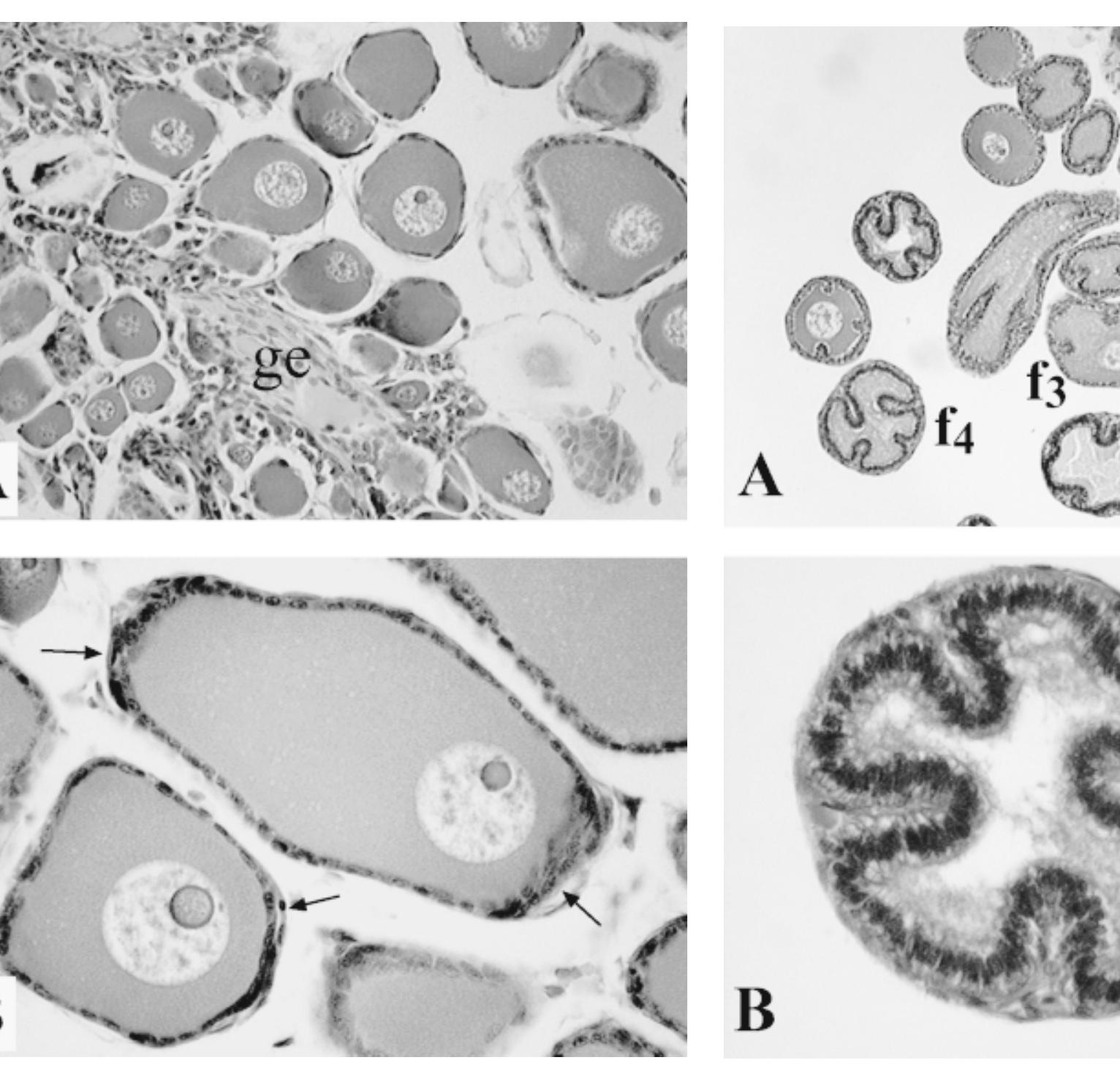 Transverse section of the ovary of the month ot november