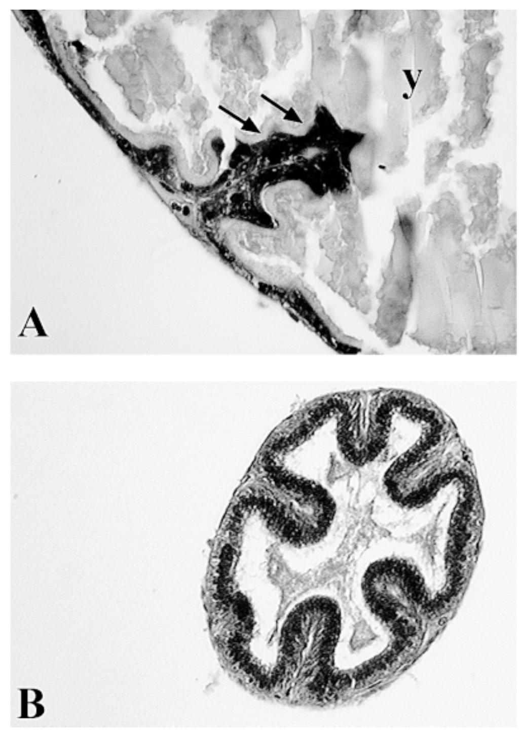 Transverse section of the ovary of the month of may, showing