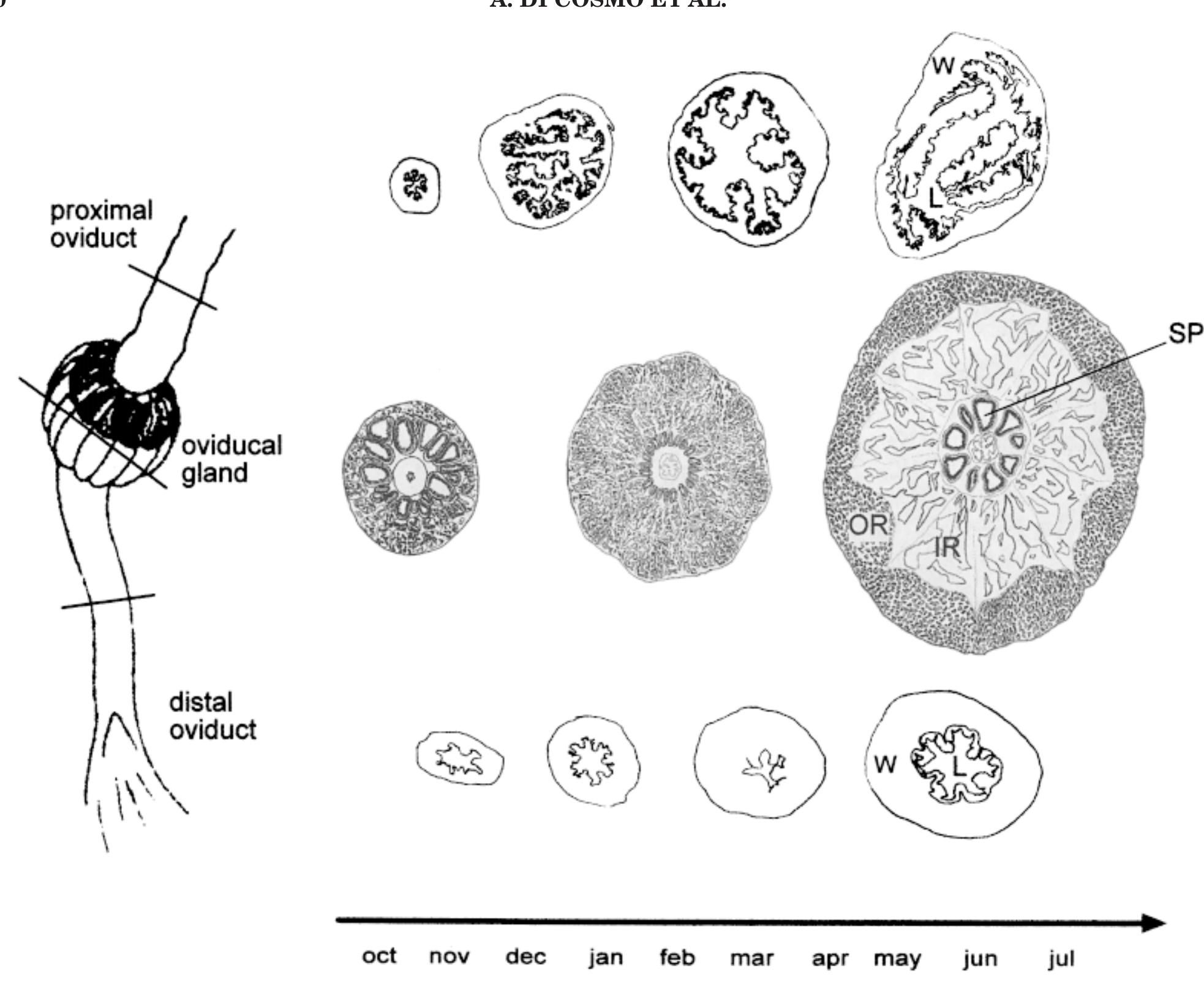 Morphological changes. drawings of the transverse sections
