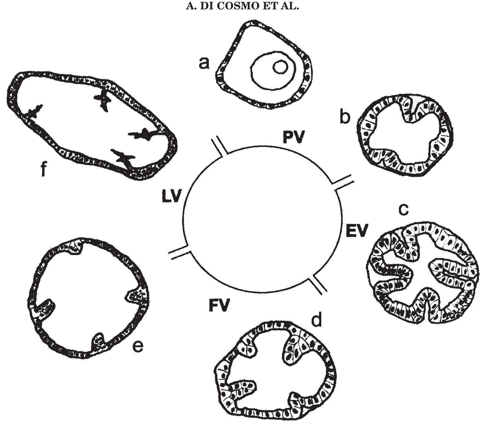 Schematic drawing of the morphological changes in follicles