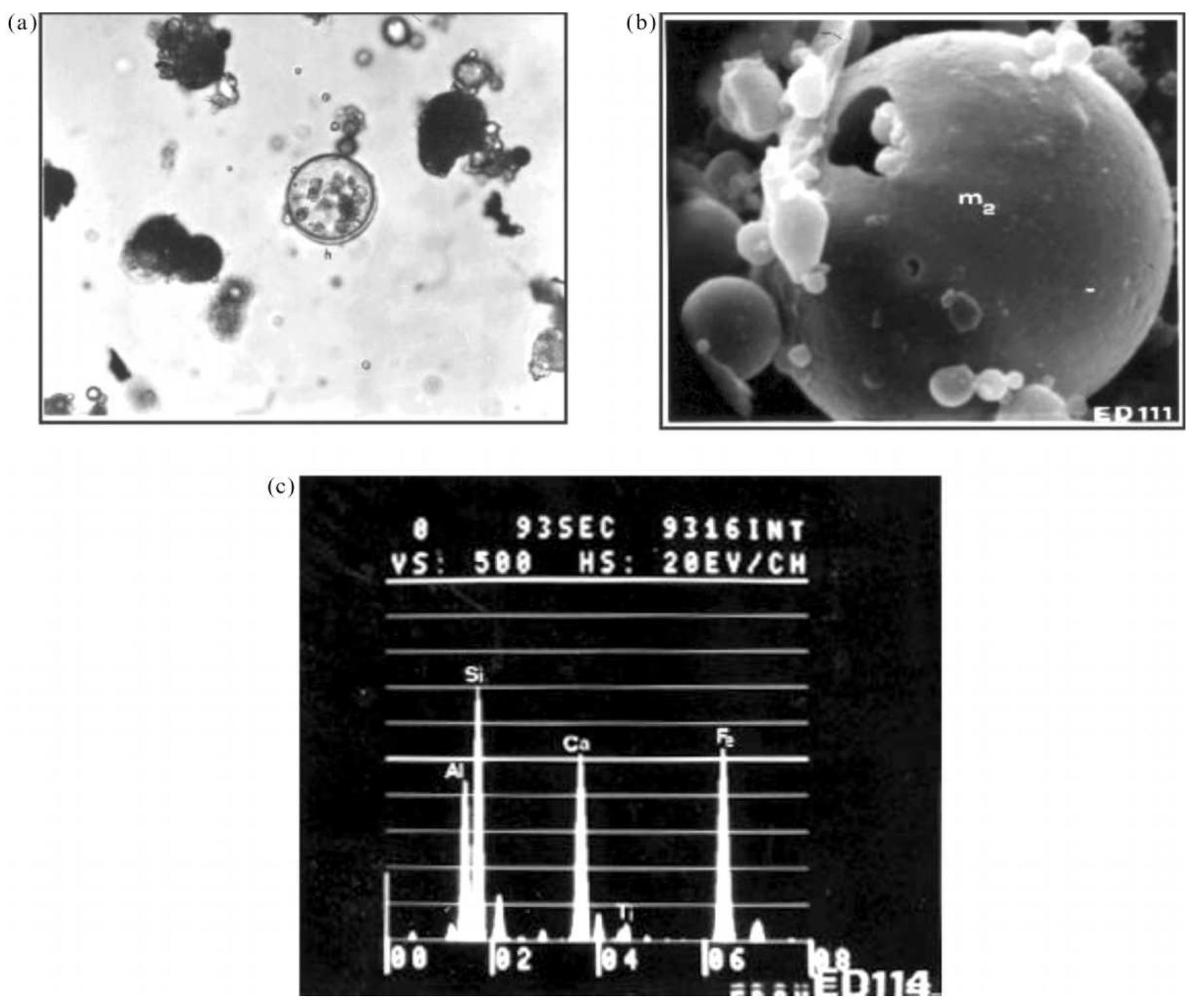 Optical micrograph (a) and scanning electron micrograph (b)