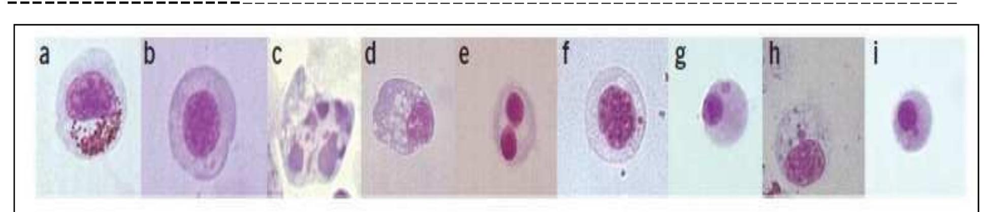 Mumn¢cyt assay in hemocytes: images of different cell types