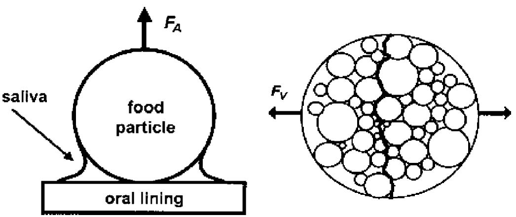 An illustration of the adhesion force, f'4, acting on a food