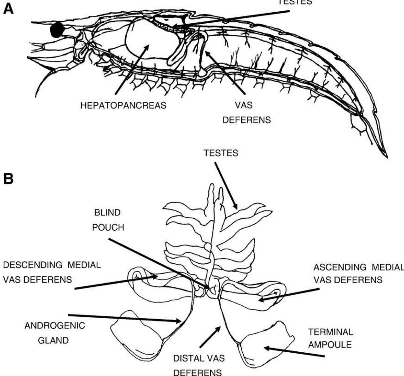 The anatomy of the male reproductive system of p. setiferus
