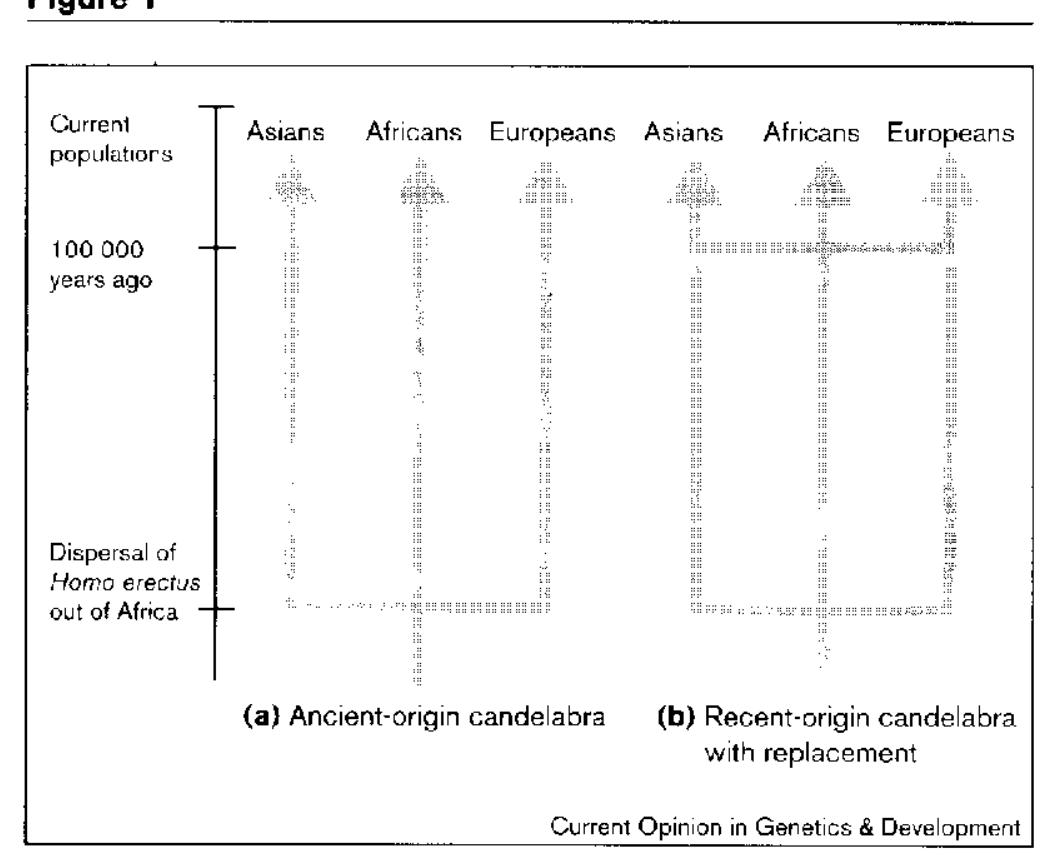 Candelabra models of recent human evolution. (a)