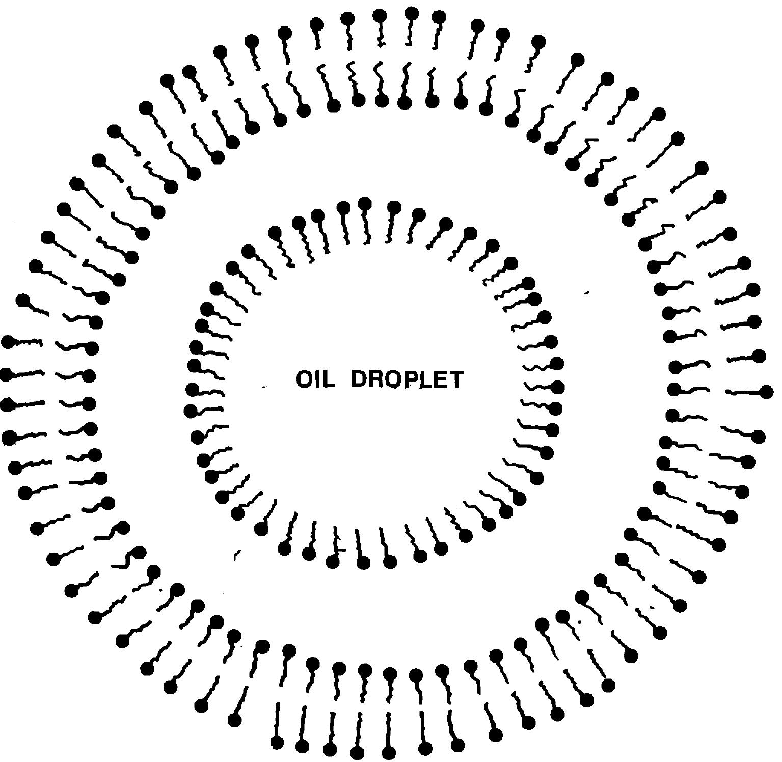 Schematic diagram of an emulsion droplet stabilised by